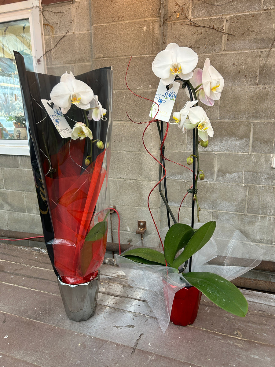 Festive Orchid | Wilder & Rain Flowers